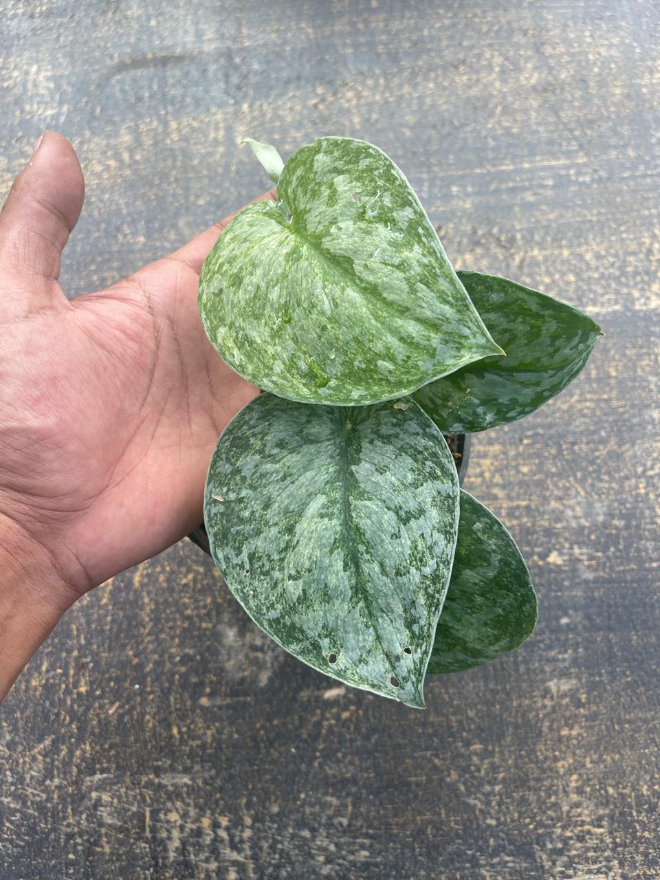 Scindapsus Exotica Mint Variegated – Giant Tropical Nursery