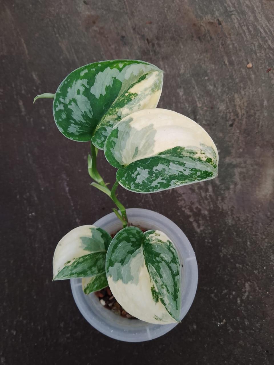 Scindapsus Mayari Albo – Giant Tropical Nursery