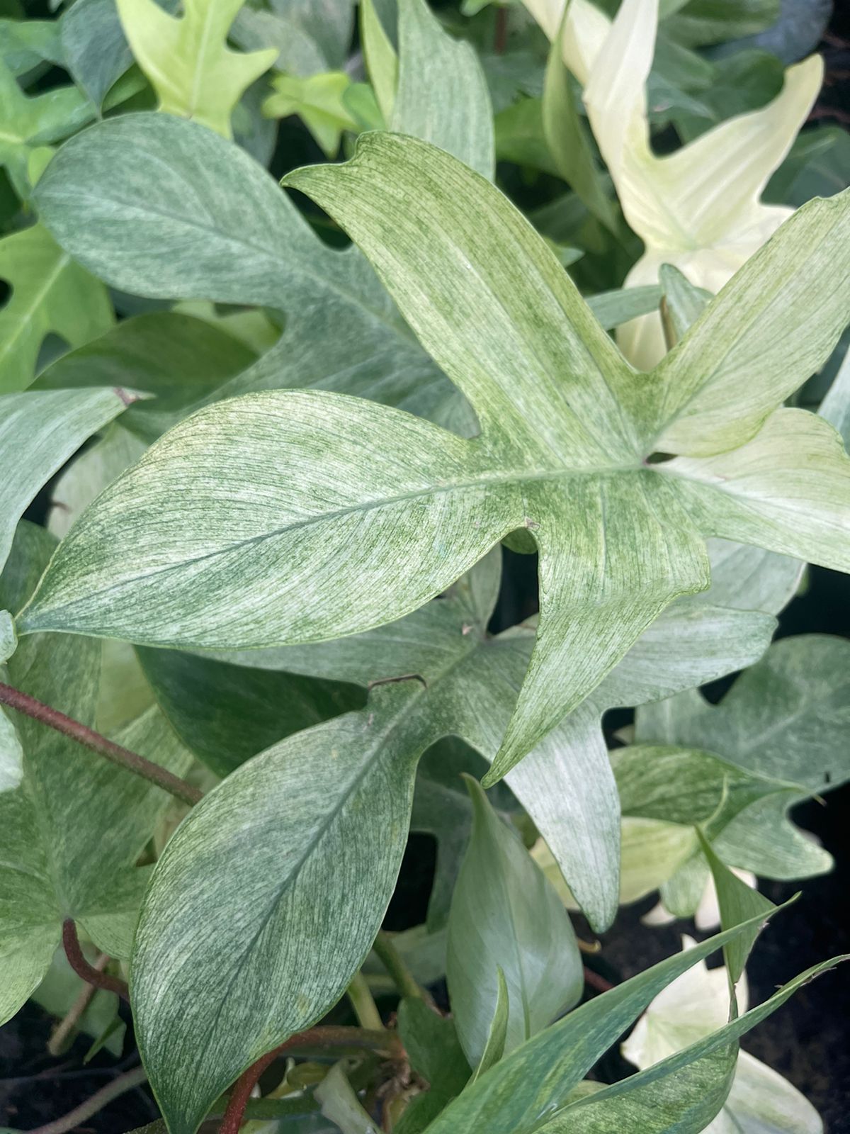 Wholesale 10x Philodendron Florida Ghost Mint – Giant Tropical Nursery