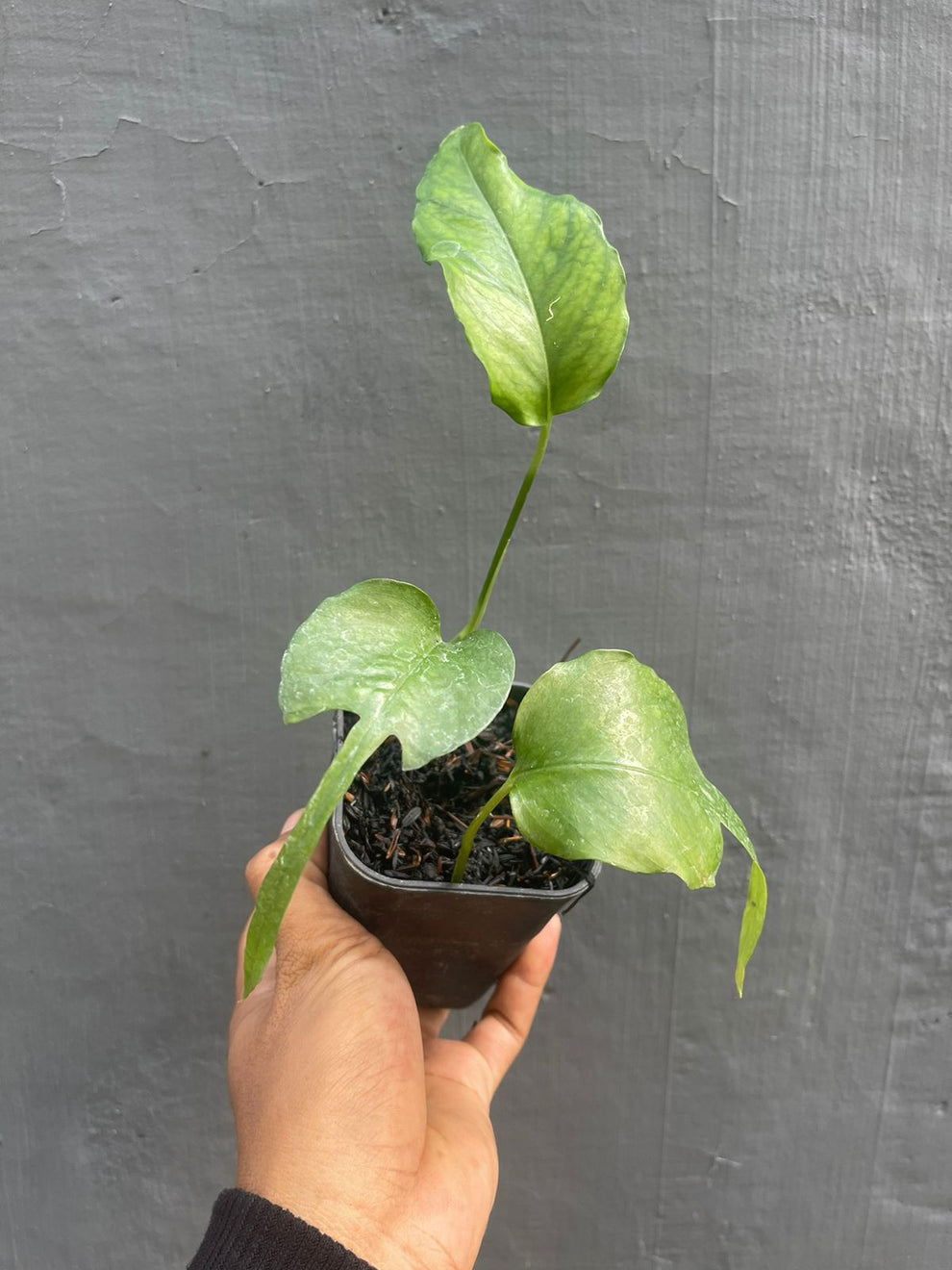 Epipremnum Skeleton Key – Giant Tropical Nursery