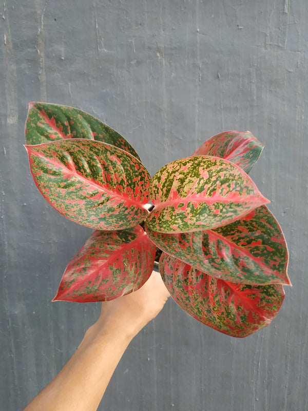 Aglaonema Red Stardust – Giant Tropical Nursery