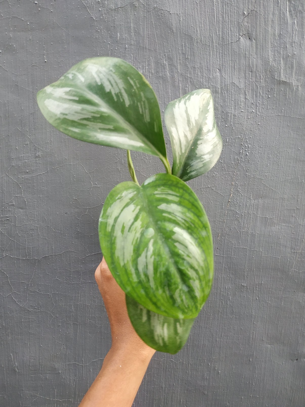 Scindapsus Officinalis – Giant Tropical Nursery