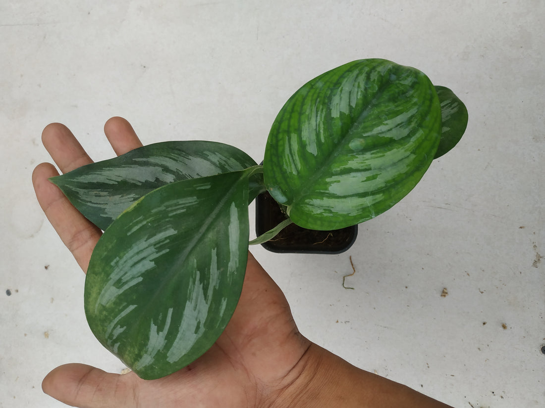 Scindapsus Officinalis – Giant Tropical Nursery