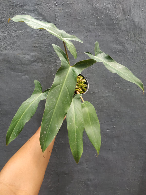 Philodendron Mexicanum – Giant Tropical Nursery