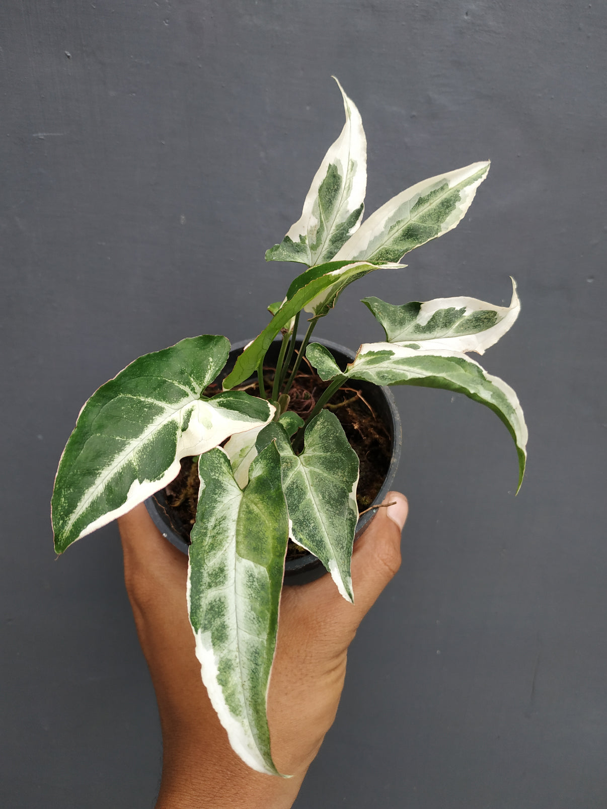 Syngonium T25 – Giant Tropical Nursery
