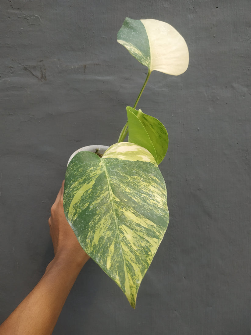 Monstera Deliciosa Marmorata Aurea Yellow Variegated – Giant Tropical ...