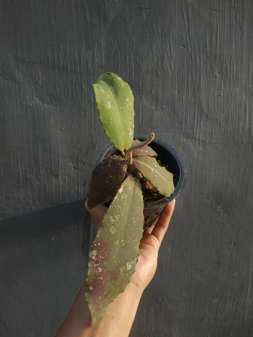 Hoya Undulata Red – Giant Tropical Nursery