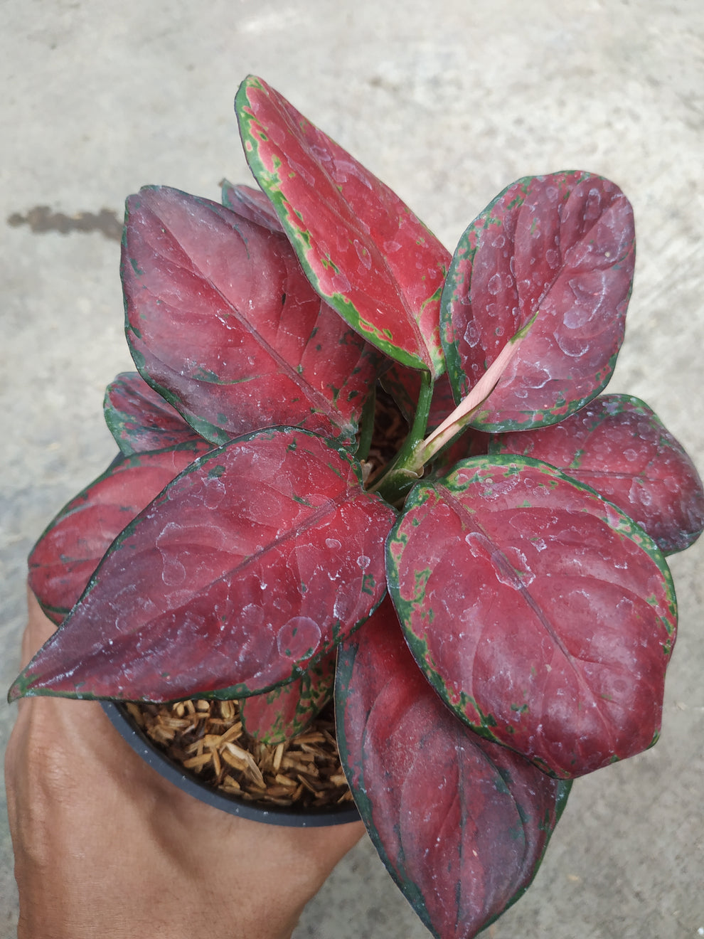 Aglaonema Black Maroon – Giant Tropical Nursery