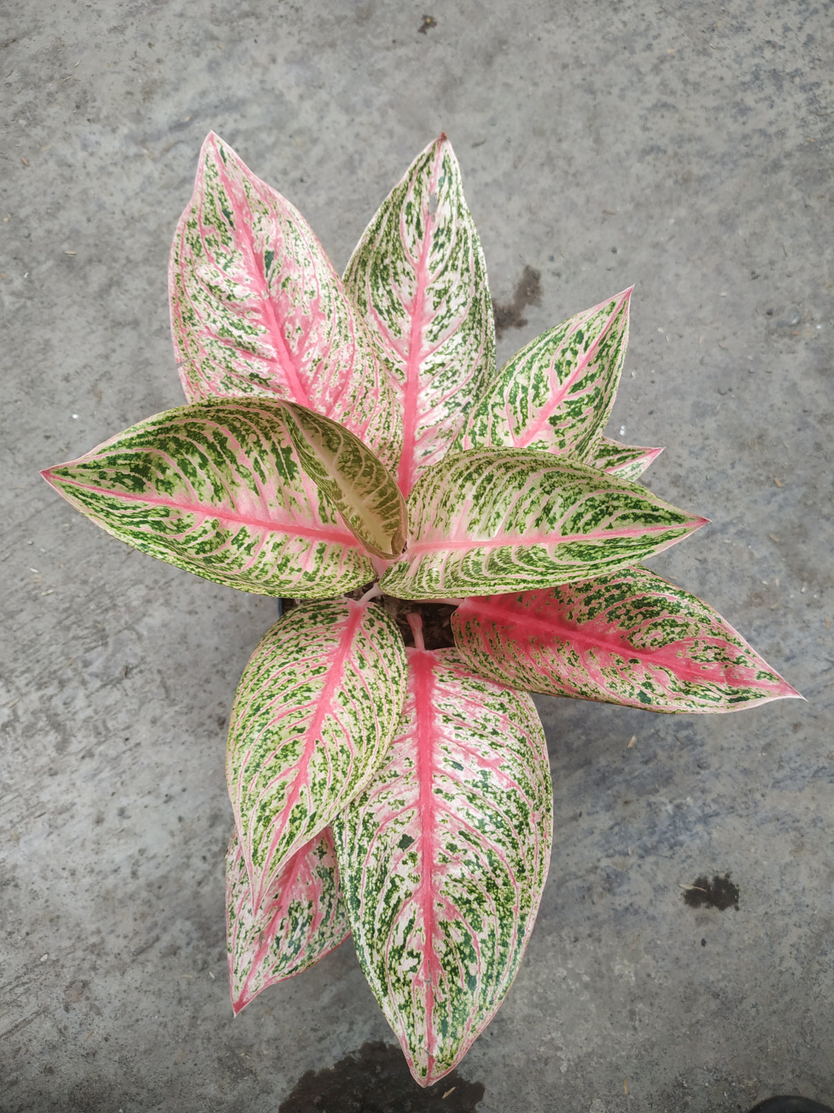 Aglaonema Red Legacy – Giant Tropical Nursery