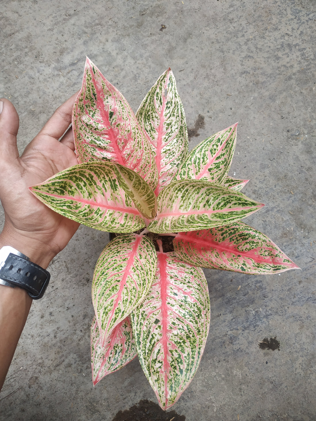 Aglaonema Red Legacy – Giant Tropical Nursery