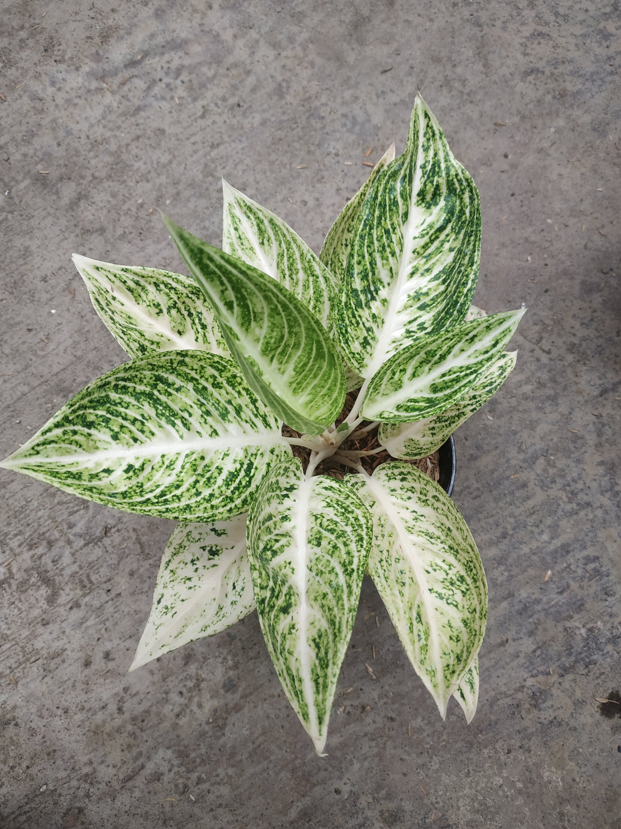 Aglaonema White Legacy – Giant Tropical Nursery