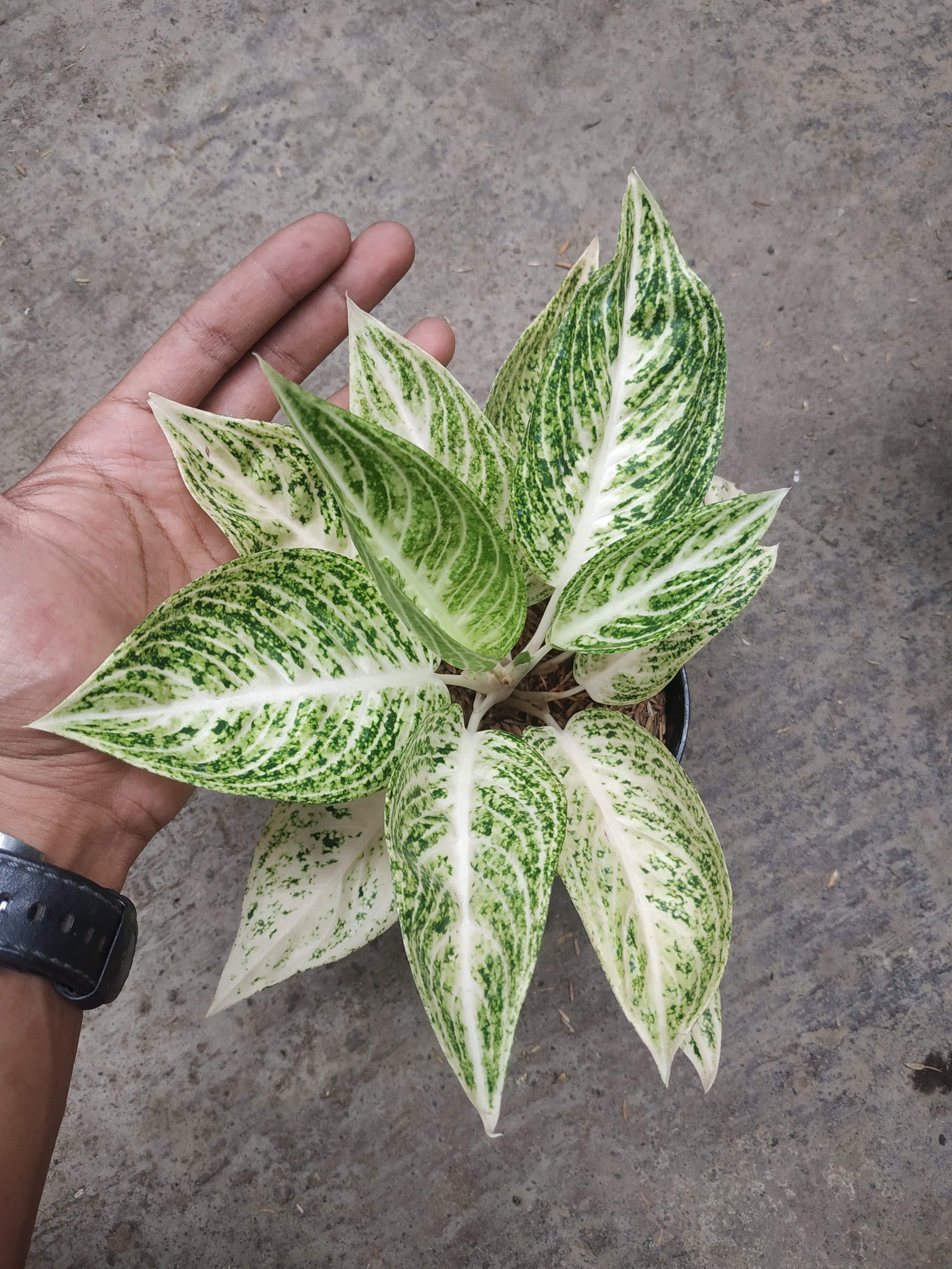Aglaonema White Legacy – Giant Tropical Nursery
