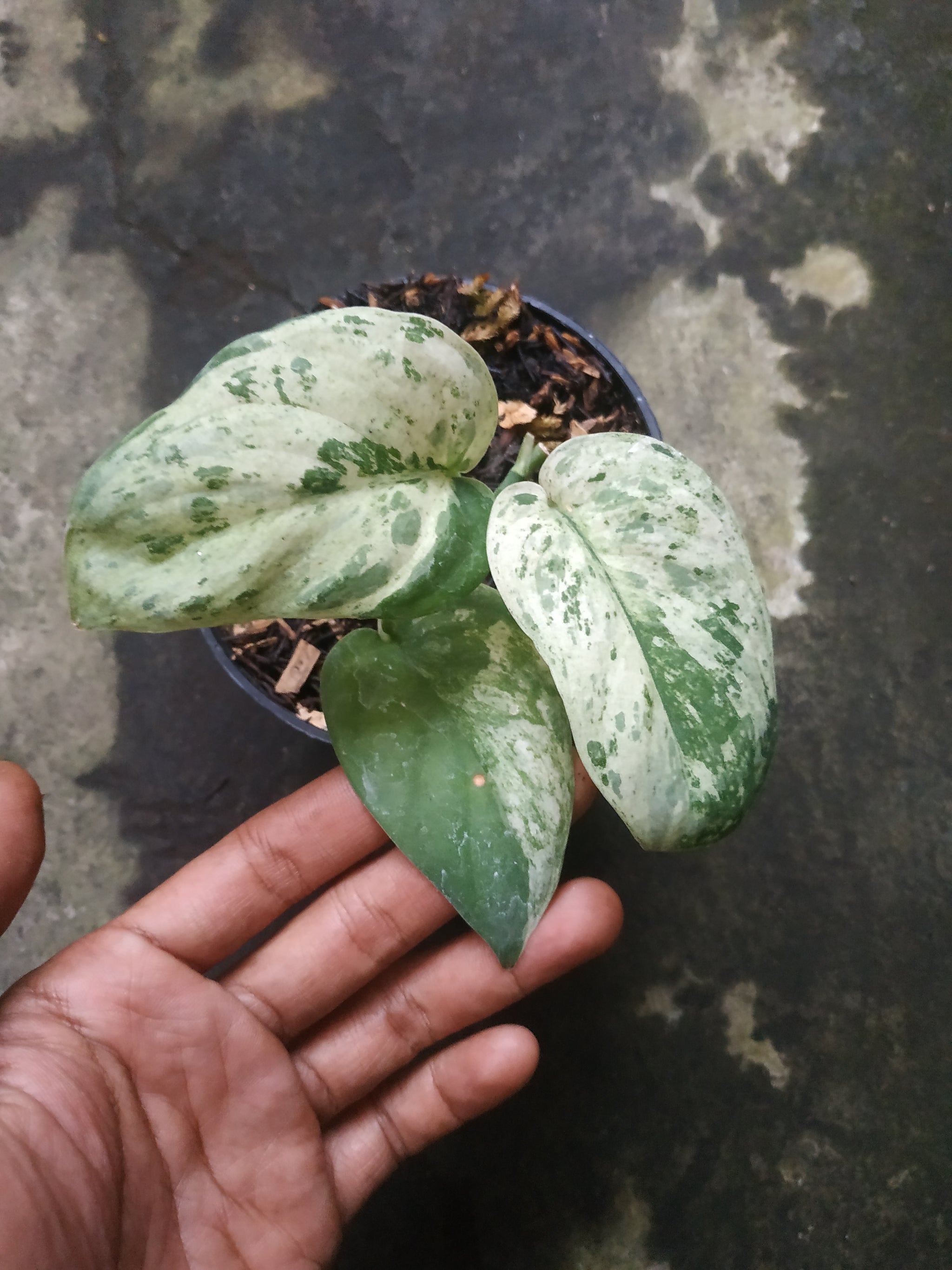 Scindapsus Jade Satin Marble Queen Variegated – Giant Tropical Nursery
