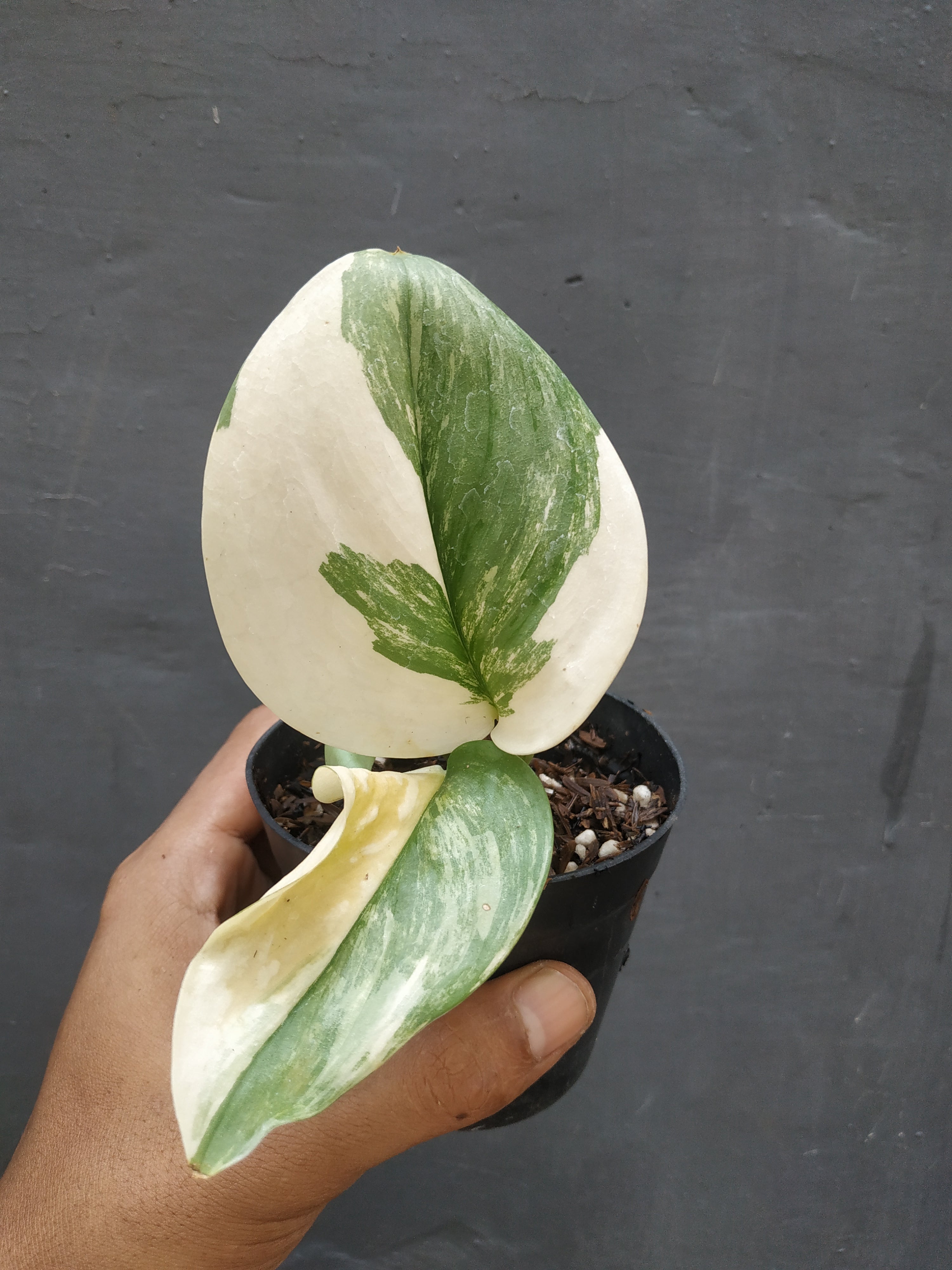 Scindpsus Rubicon Variegated – Giant Tropical Nursery